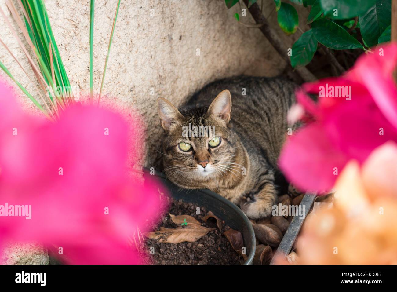 Tabby cat in the garden hi-res stock photography and images - Alamy