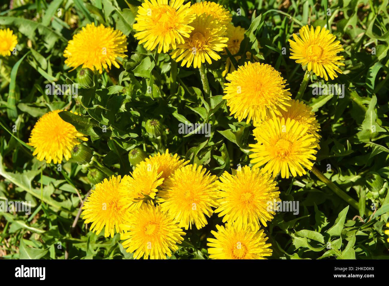 Blooming dandelions. Yellow dandelion flowers on the spring lawn Stock ...