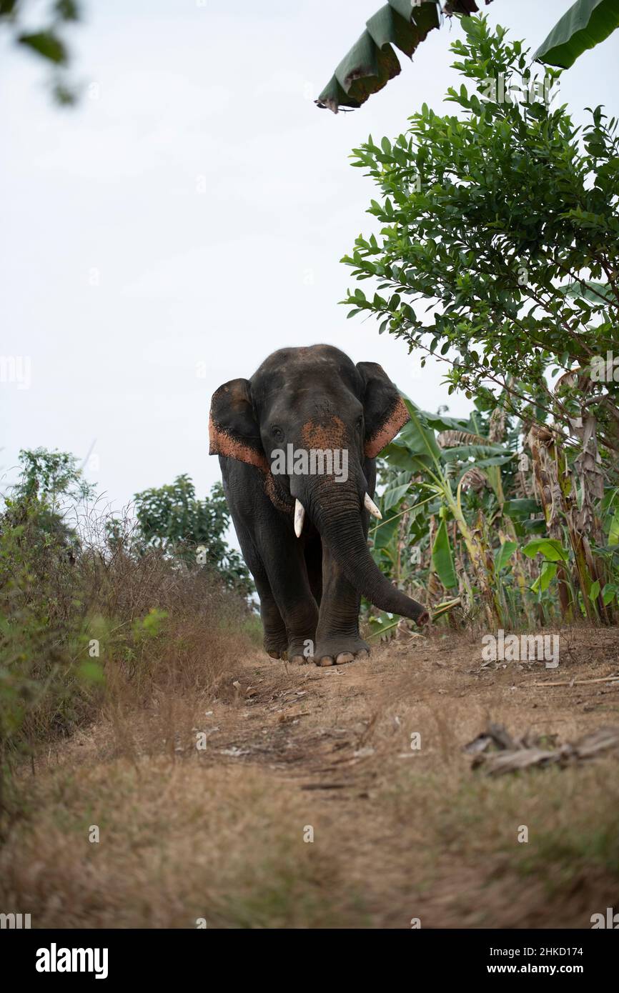 Asian elephant standing on grassy hi-res stock photography and images ...