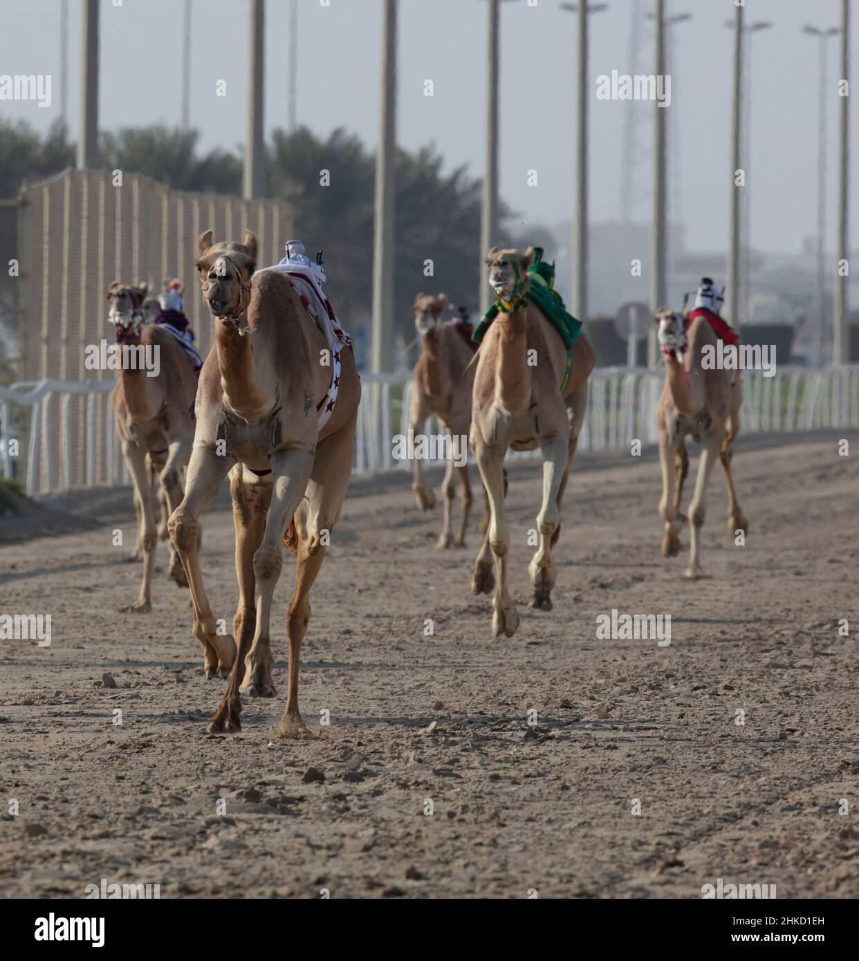 Arabian Camel race at Shahaniya QATAR Stock Photo - Alamy