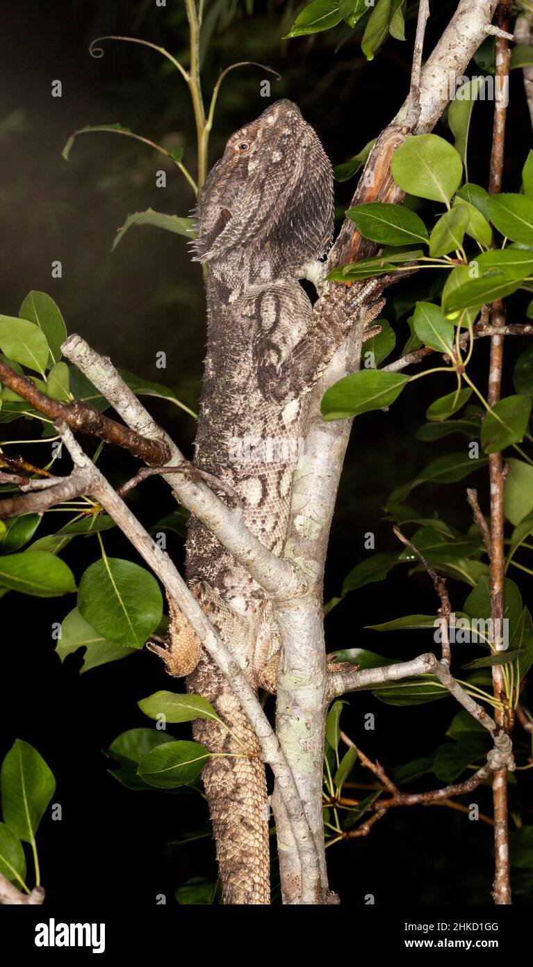 Bearded dragon tree hi-res stock photography and images - Alamy