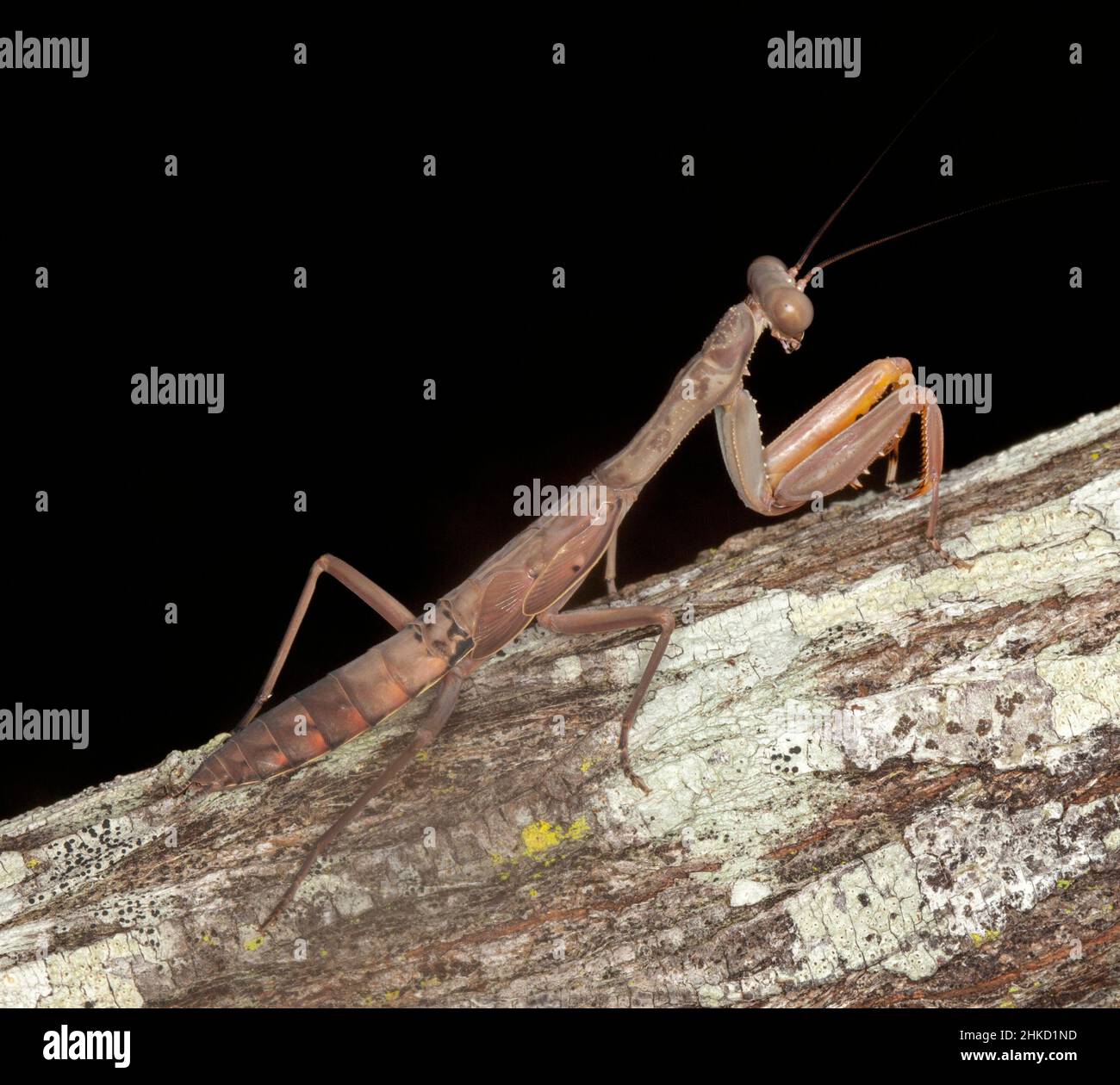 Australian mantis hi-res stock photography and images - Alamy