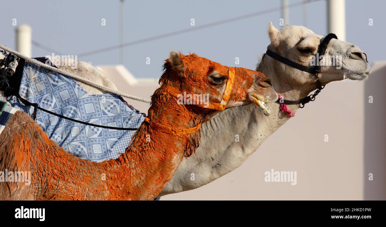 Arabian Camel race at Shahaniya QATAR Stock Photo - Alamy