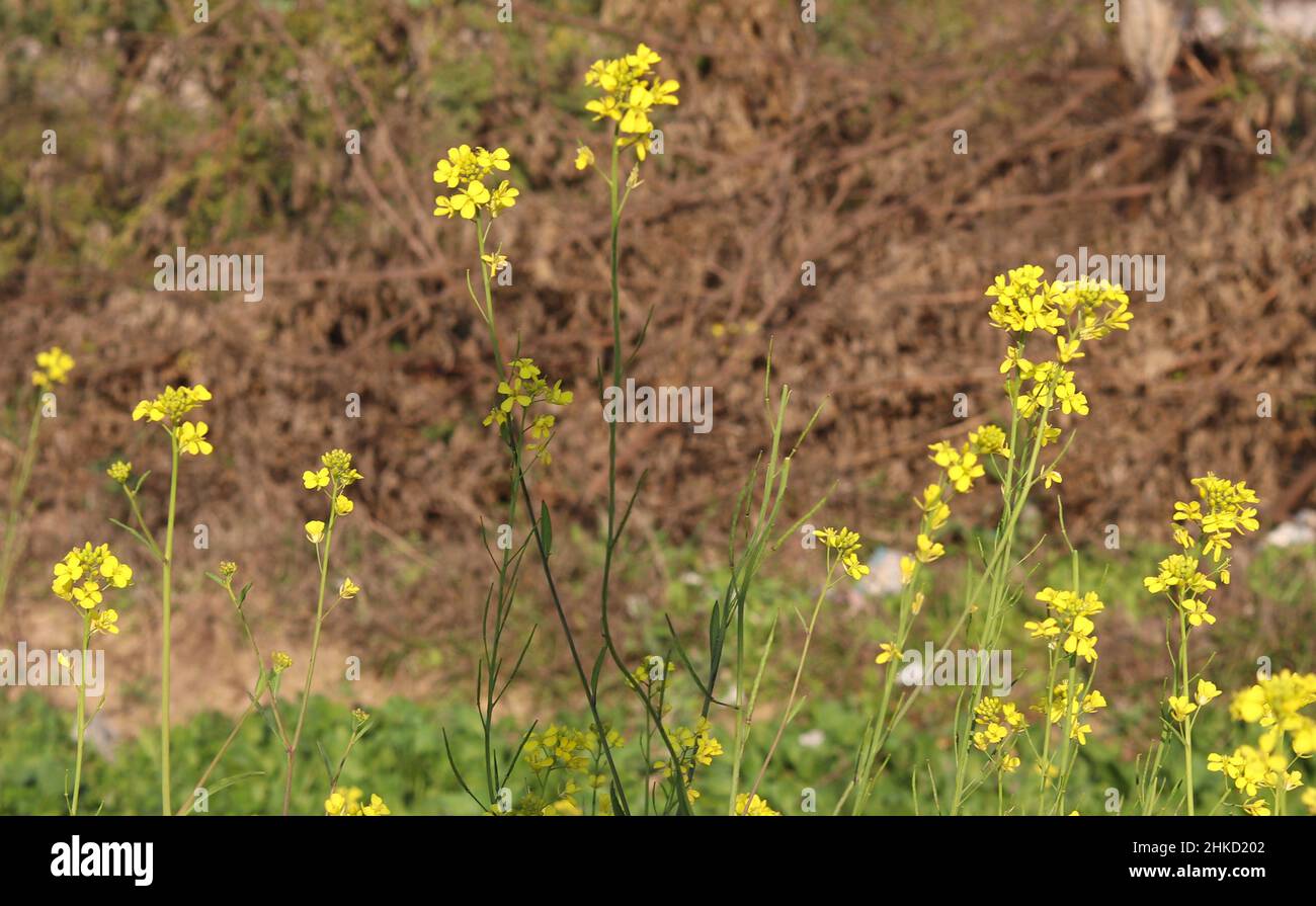 Gross hill hi-res stock photography and images - Alamy