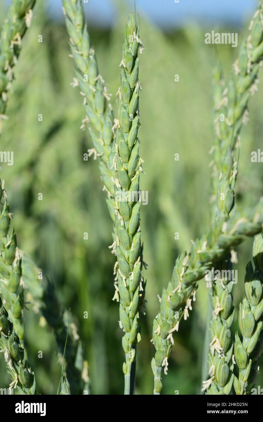 Close up of green, unripe grain, with small flowers, on the grain field ...