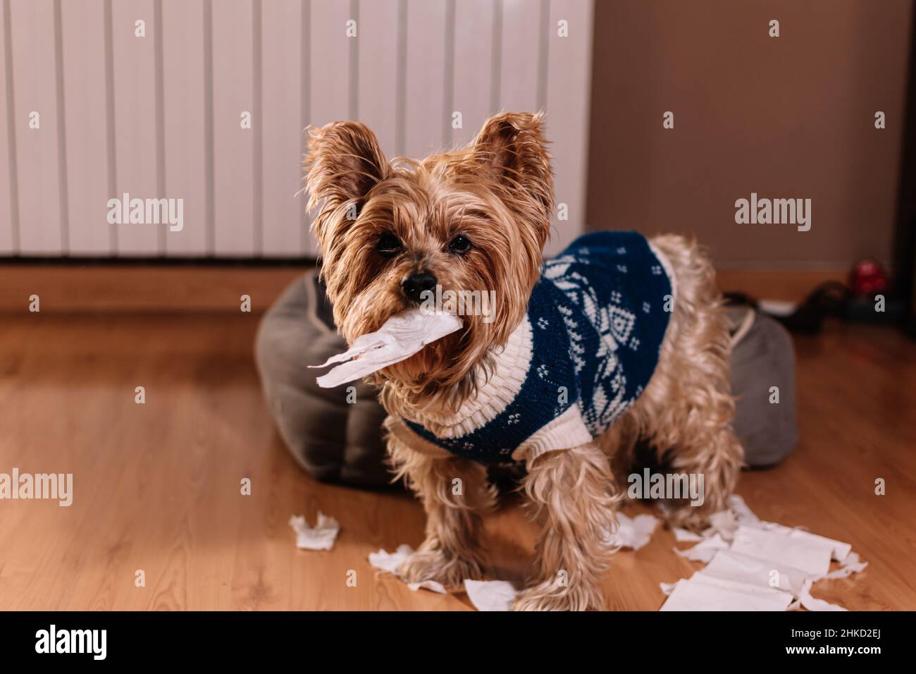 Dog toilet room hi-res stock photography and images - Alamy