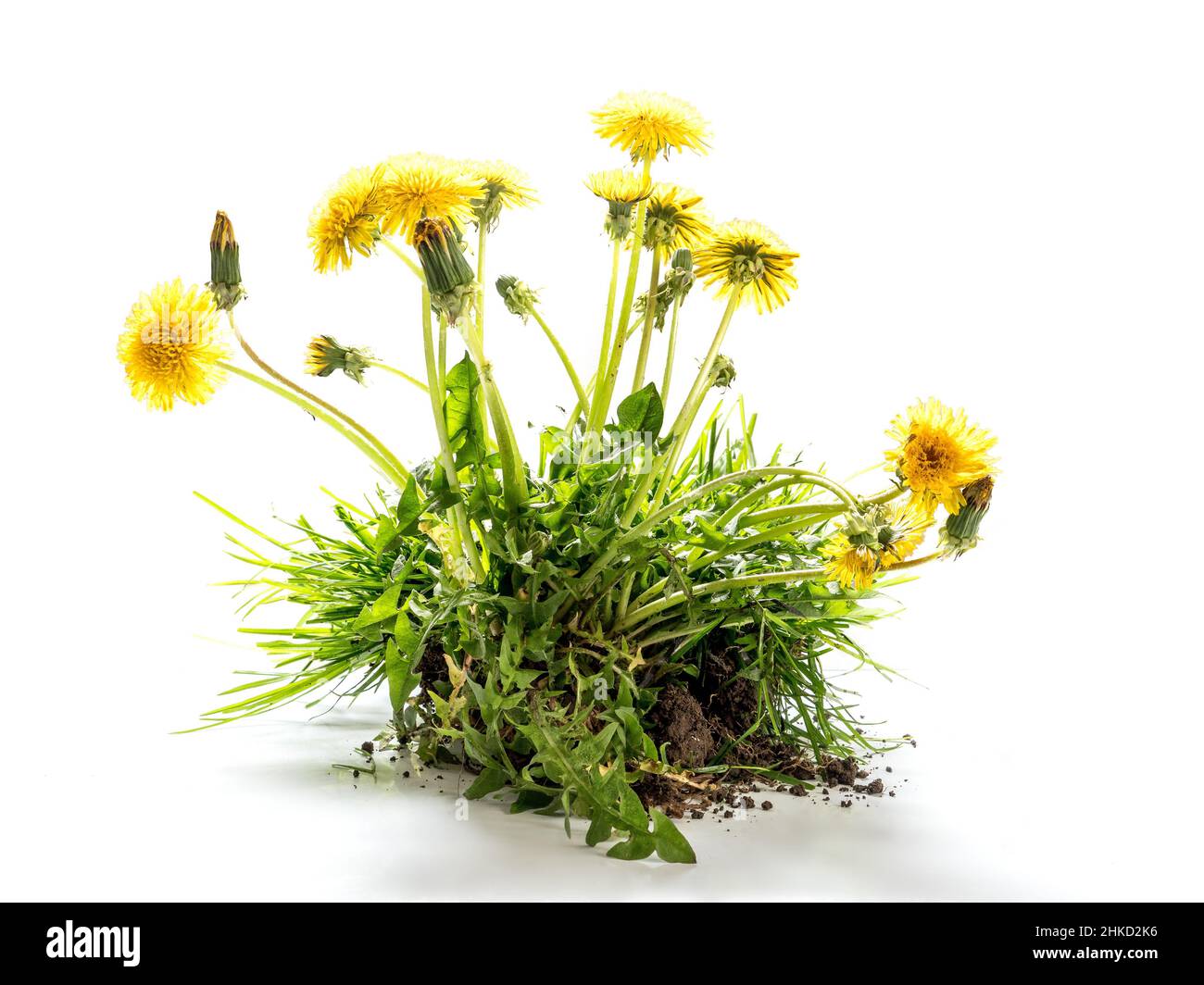 Clump of fresh dandelions flowers on white background Stock Photo - Alamy