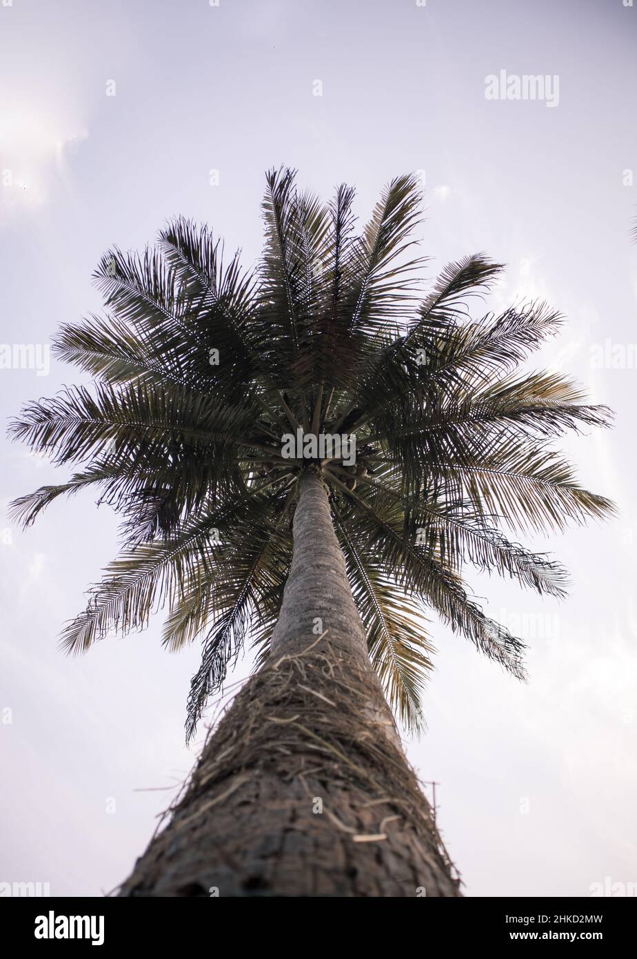 A single coconut tree in the afternoon light Stock Photo - Alamy