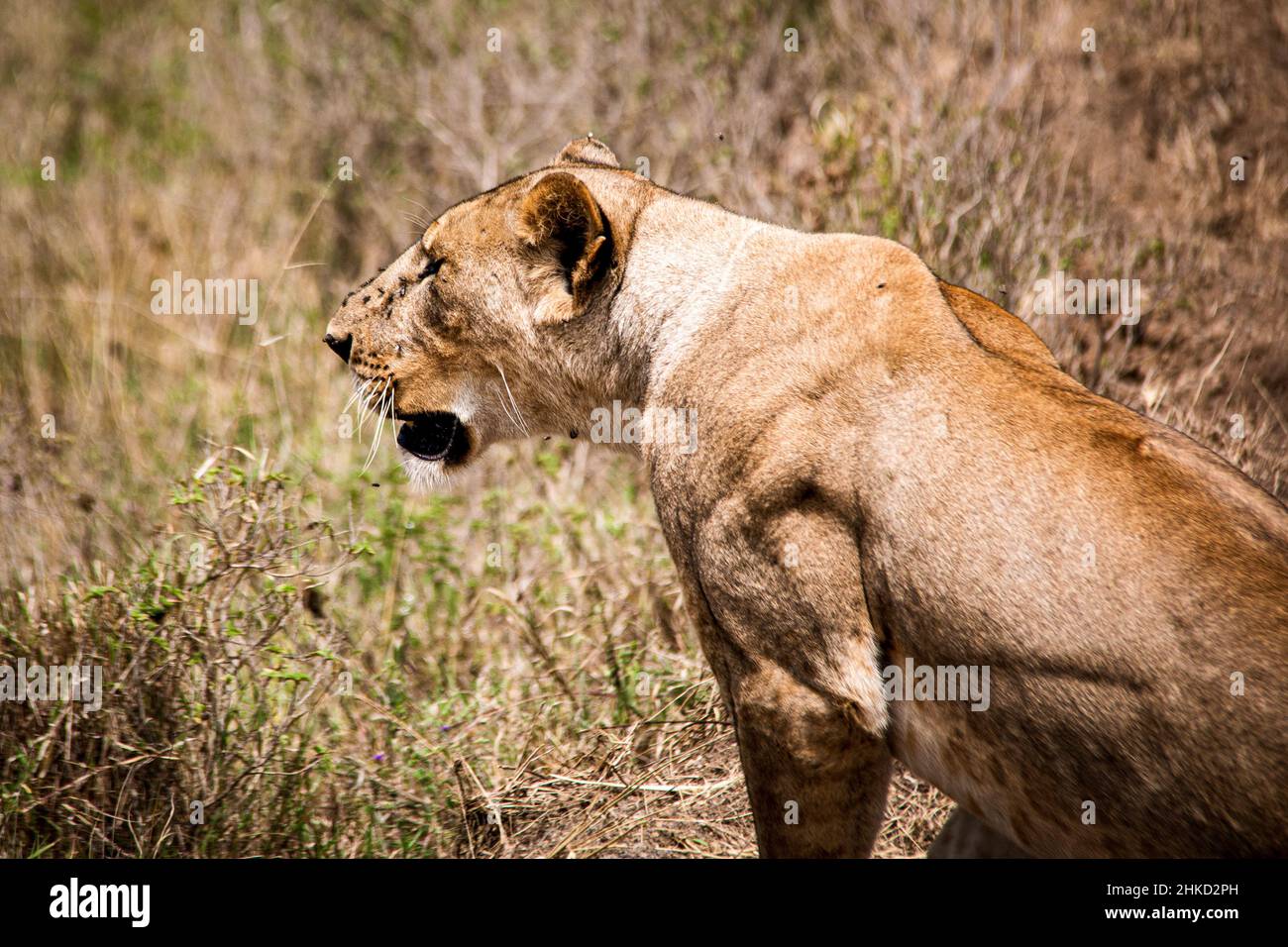 View of a grown female lion hunting for prey in the savannah grasslands ...