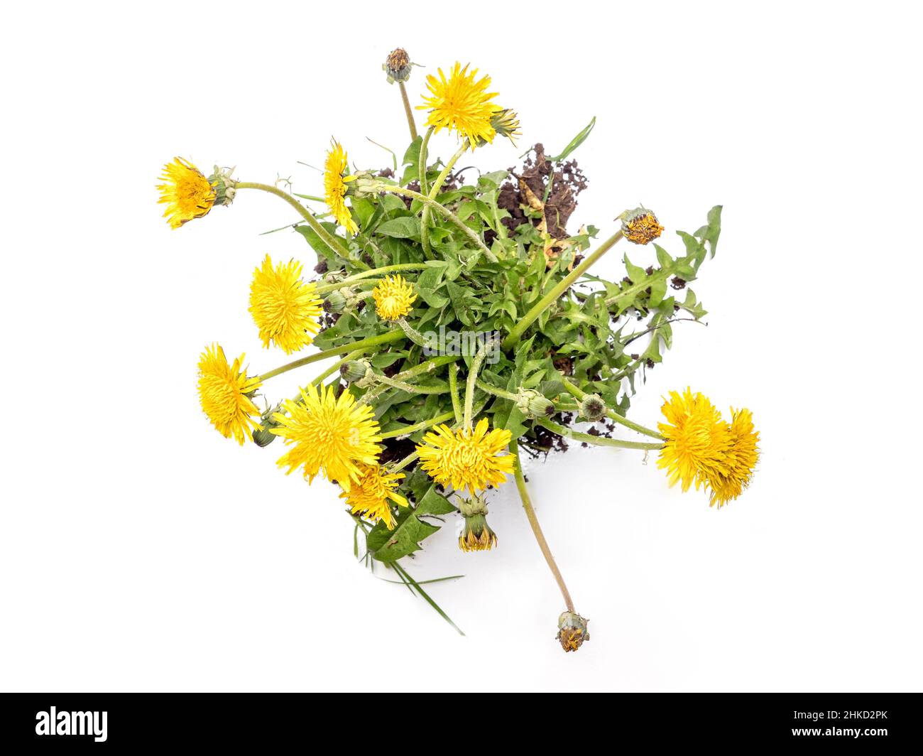 Clump of fresh dandelions flowers on white background Stock Photo - Alamy