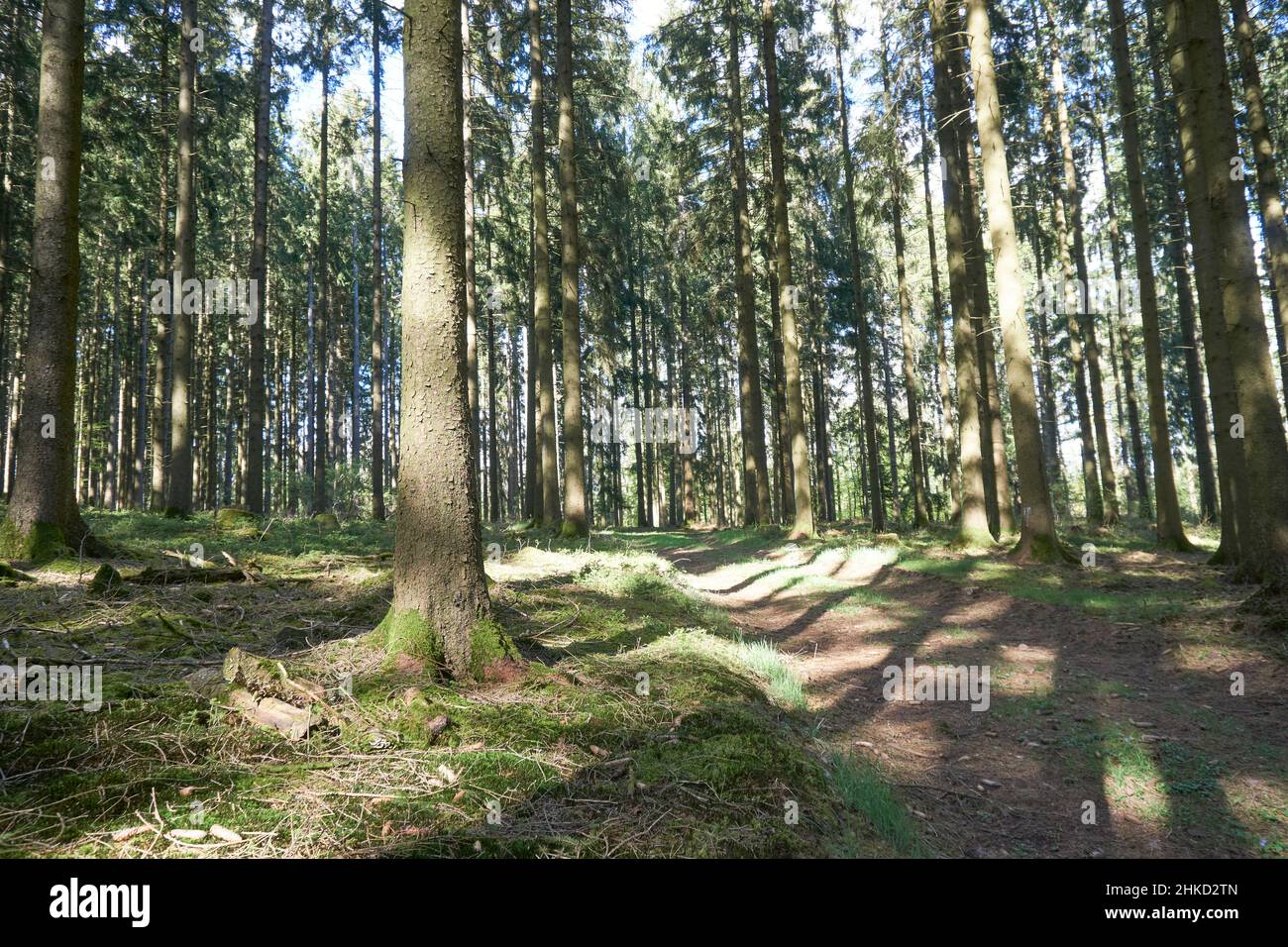 Hike path through a forest in spring, young green foliage Stock Photo ...