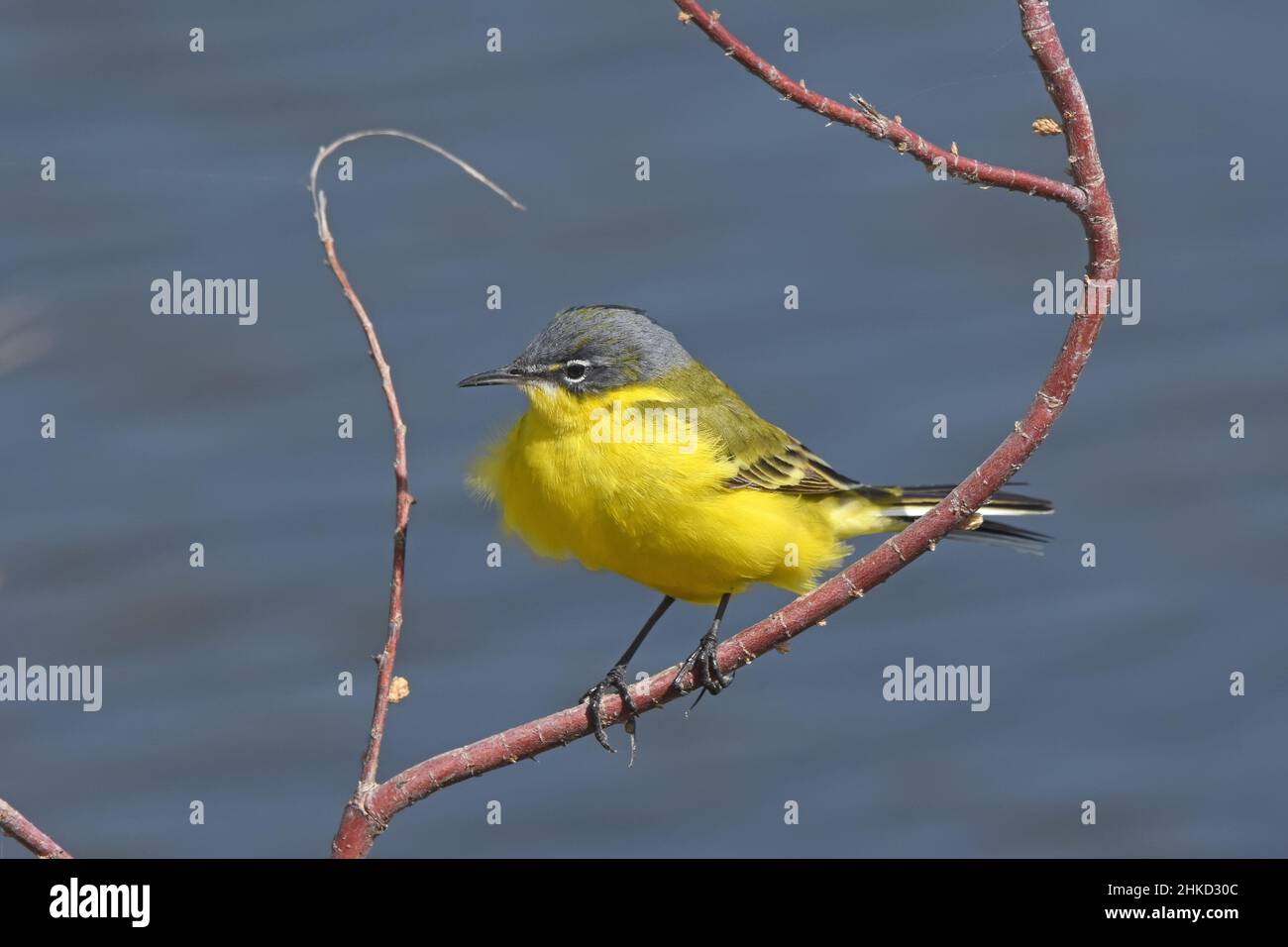 Yellow Wagtail, Motacilla flava during migration in Israel Stock Photo ...