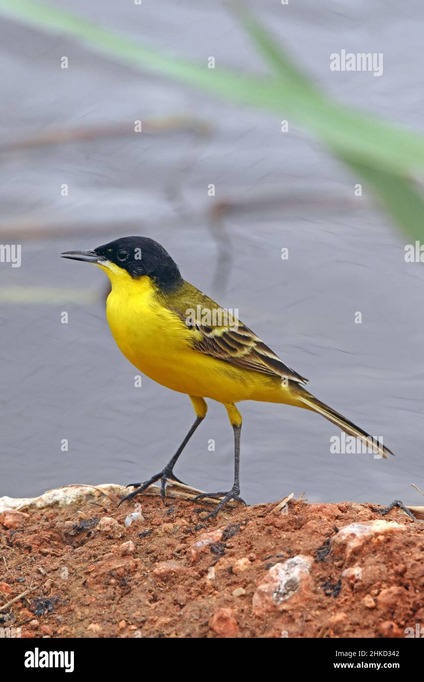 Yellow Wagtail, Motacilla flava during migration in Israel Stock Photo ...
