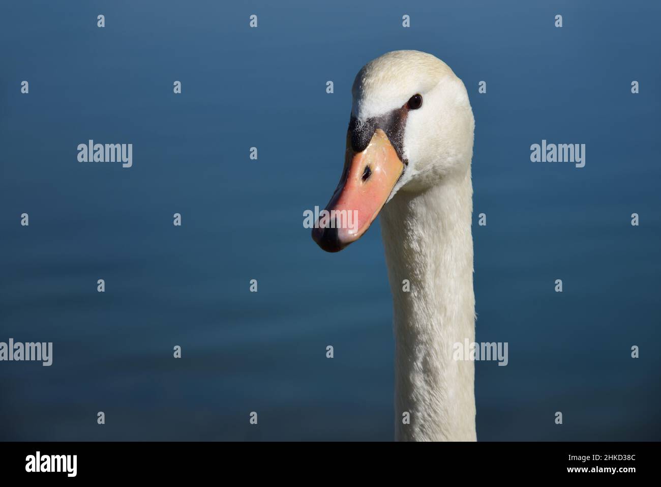 Close-up of the head and neck of an inquisitive swan looking half ahead ...