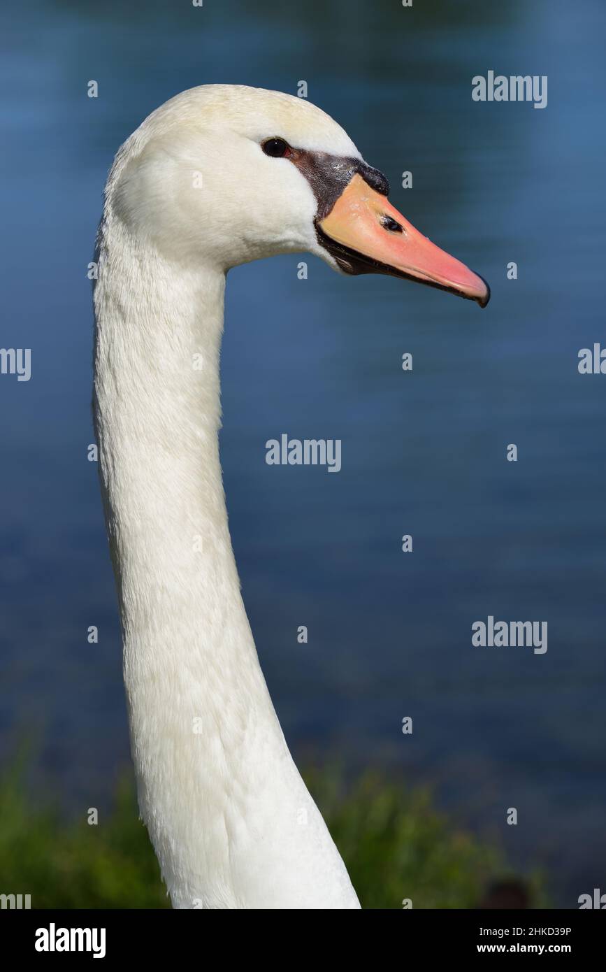 Close up of the head and neck of a white swan in front of blue water ...