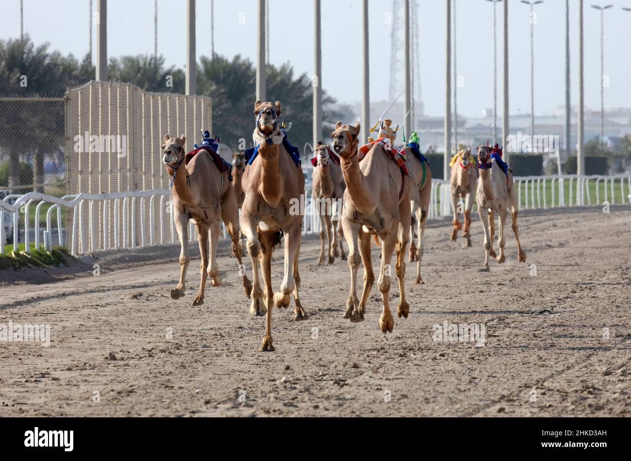 Arabian Camel race at Shahaniya QATAR Stock Photo - Alamy