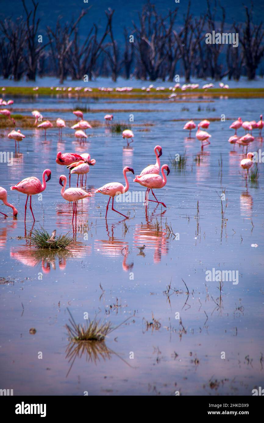 Hundreds of lesser flamingos, one of the world's largest colony ...