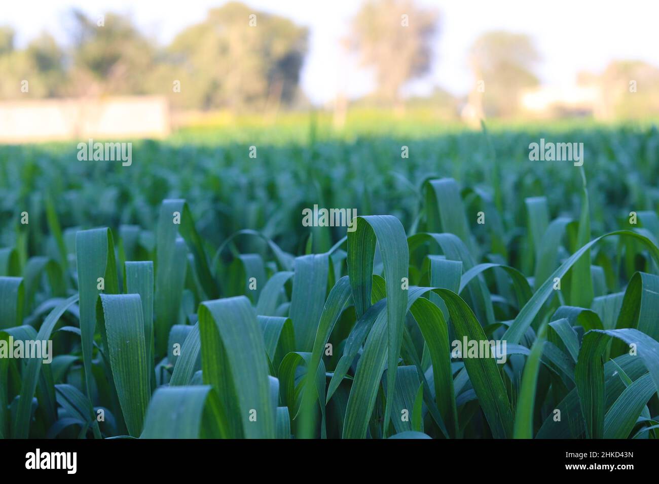 Gross hill hi-res stock photography and images - Alamy