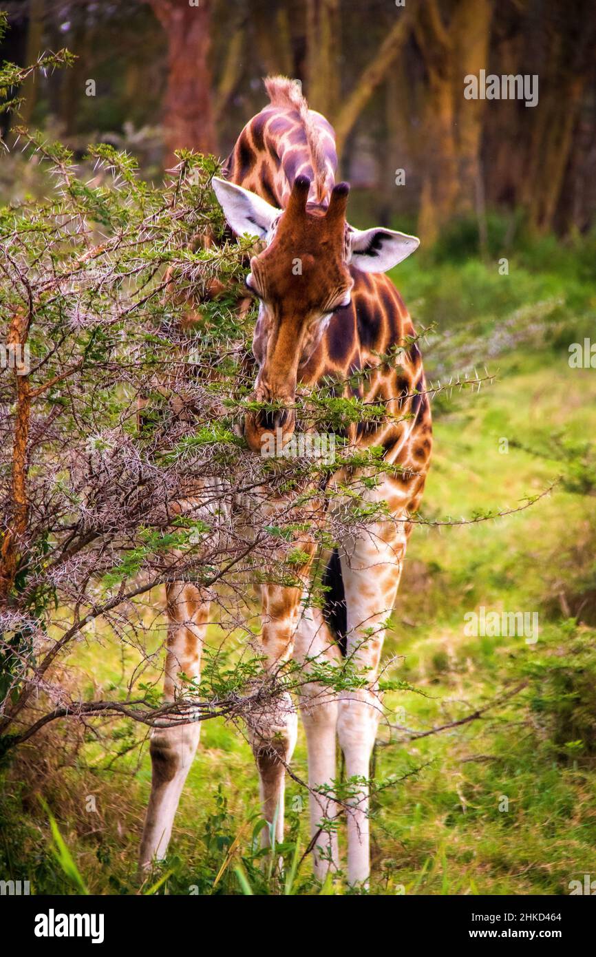 Giraffe eating leaves from tree hi-res stock photography and images - Alamy