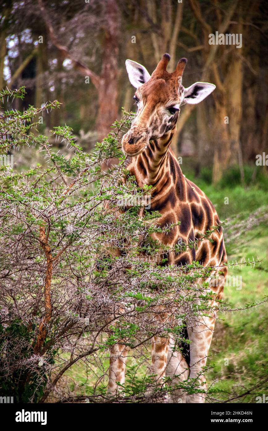 Close-up view of a Nubian giraffe eating from a whistling thorn acacia ...