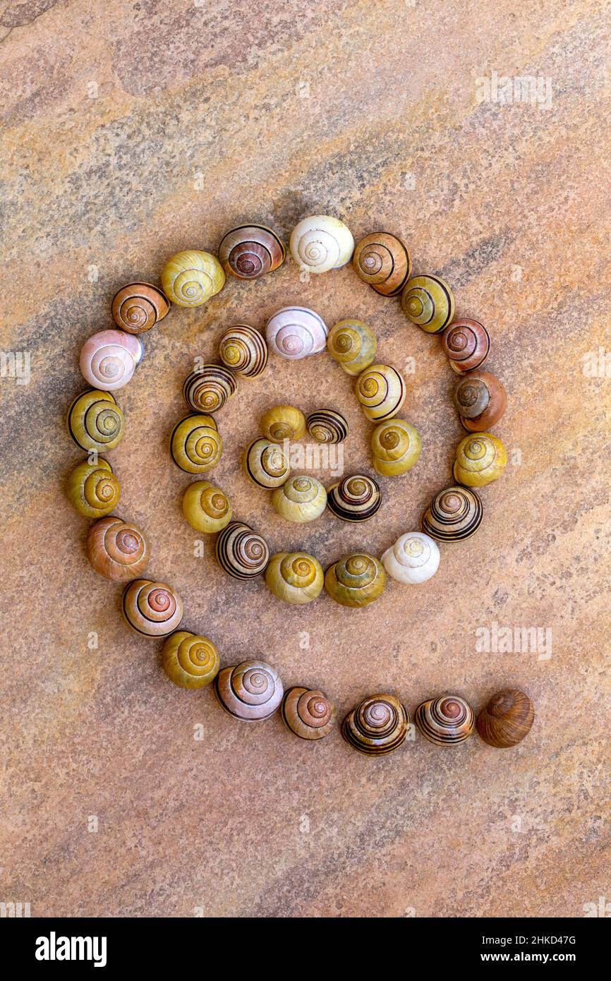A spiral made of many colorful snail shells Stock Photo - Alamy