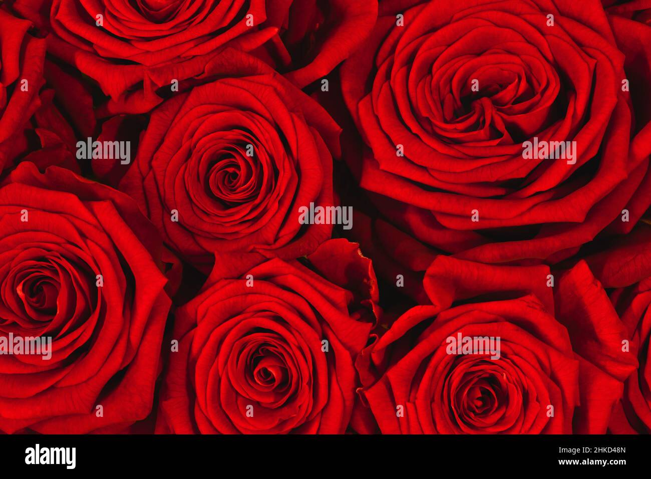 Close-up of beautiful red roses bouquet. Red roses background. Romance ...