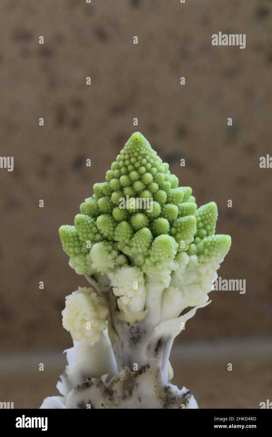 Romanesco Cauliflower florets Stock Photo - Alamy