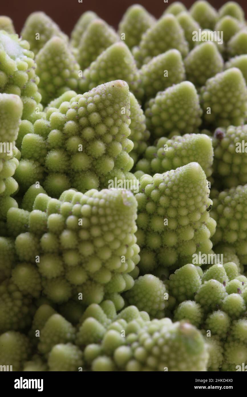 Romanesco Cauliflower florets Stock Photo - Alamy