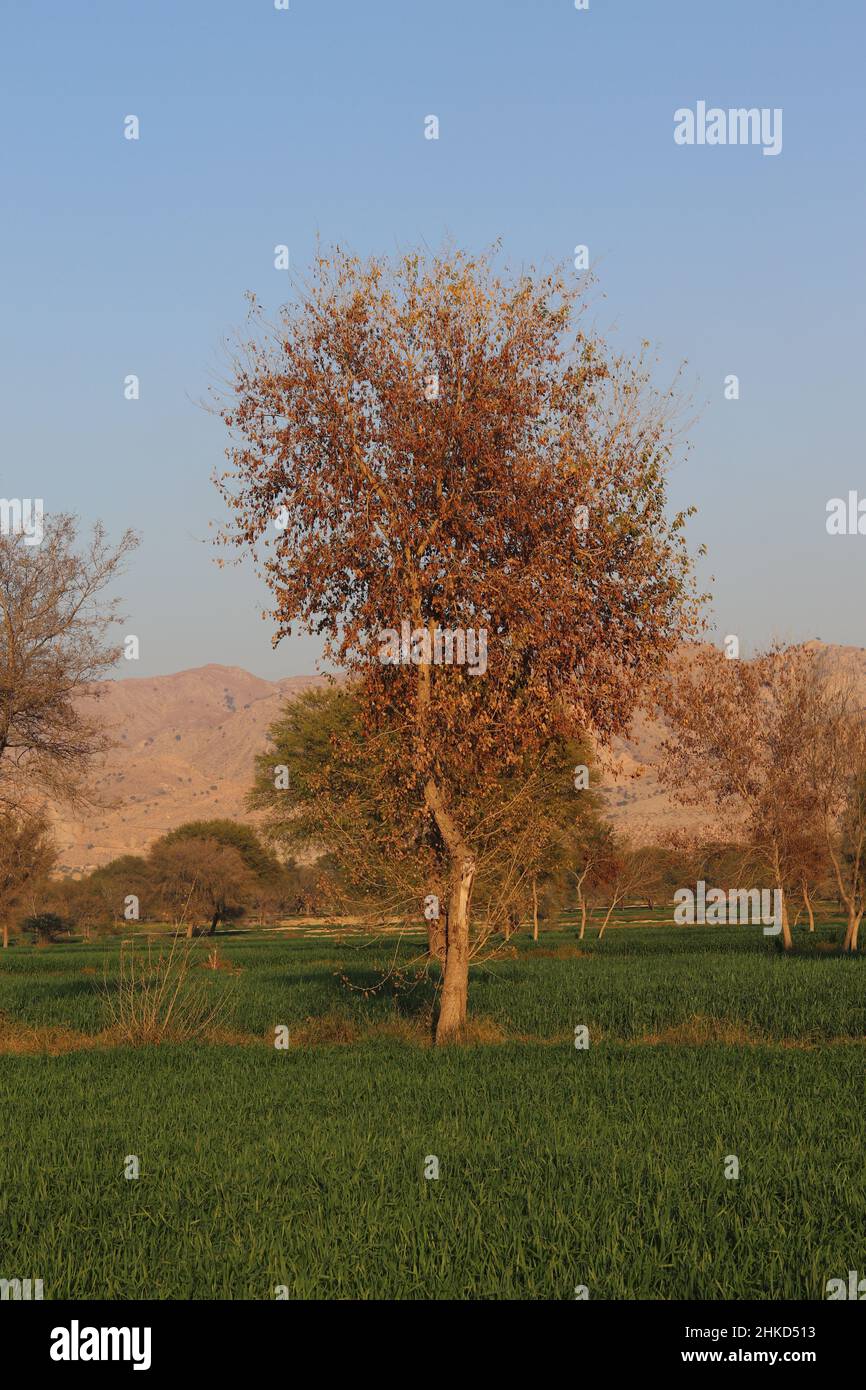 Beautiful landscape of mountains in Punjab Pakistan Stock Photo - Alamy