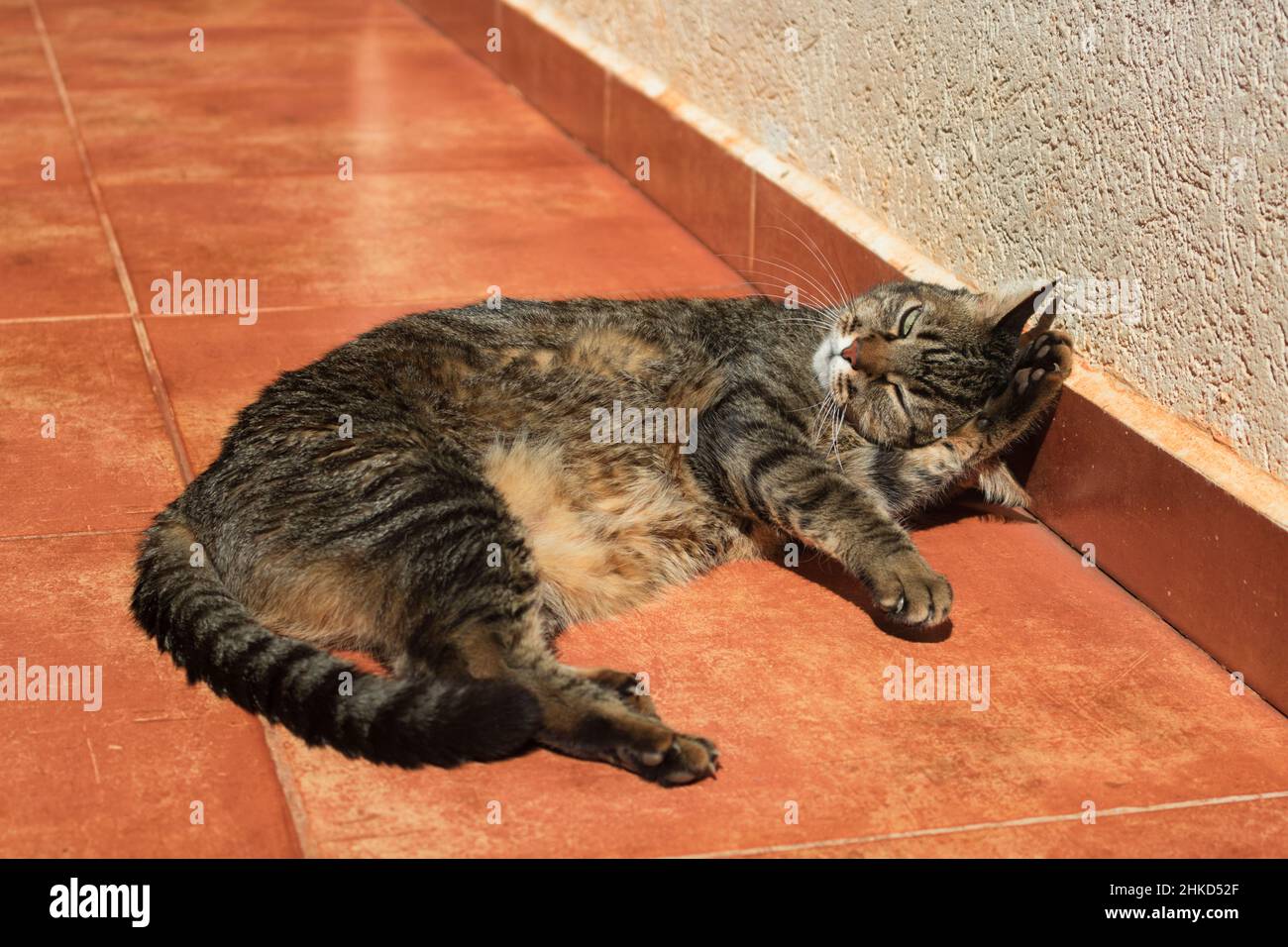 Sun bathing cat hi-res stock photography and images - Alamy
