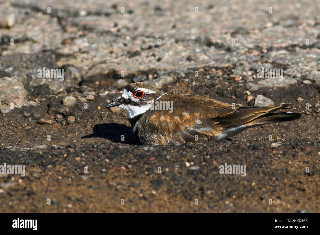 Killdeer bird hi-res stock photography and images - Alamy