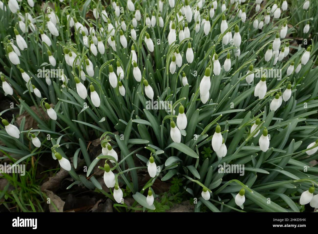A shrub full of snowdrops in the middle of nature. Galanthus nivalis ...