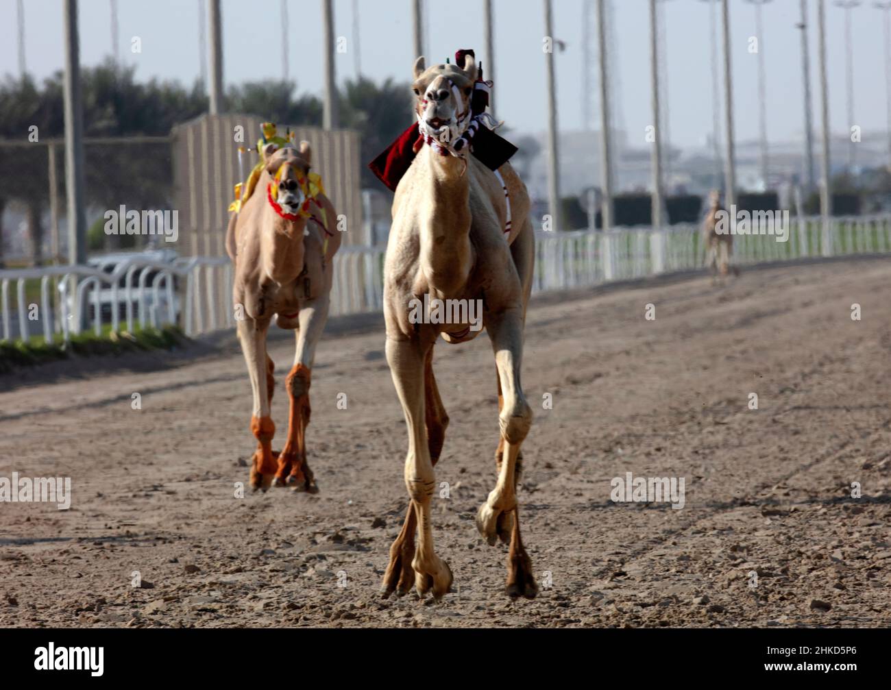 Arabian Camel race at Shahaniya QATAR Stock Photo - Alamy
