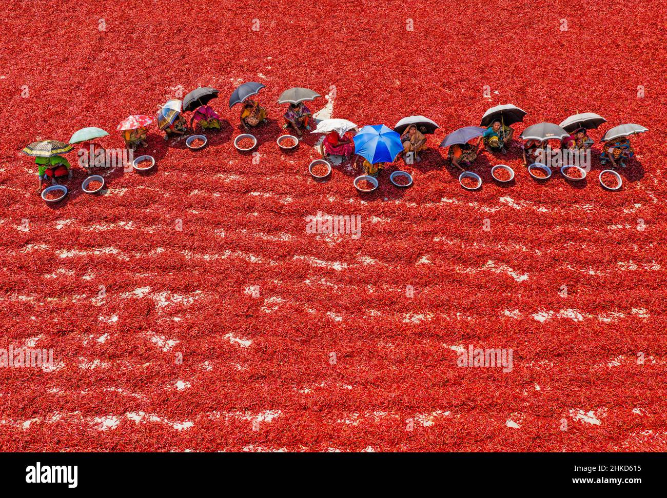 Red chilli pepper processing hi-res stock photography and images - Alamy