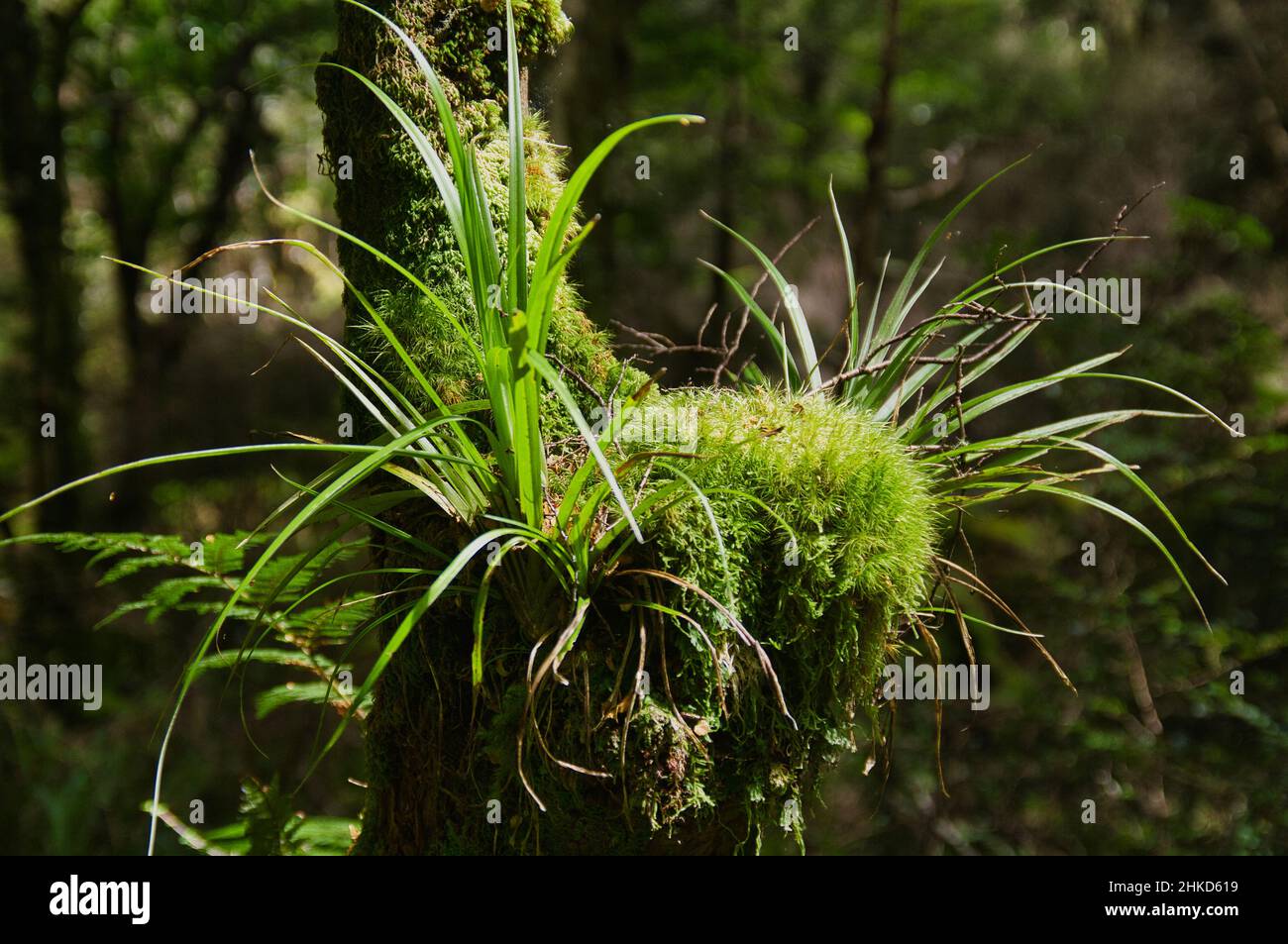 Sunlit moss and grass growing from a tree stump in the rainforest of Te ...