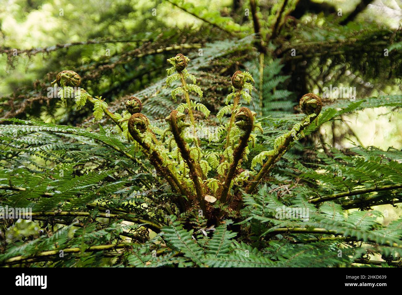 Young tree fern with unfurling leaves in the rainforest of Te Urewera ...