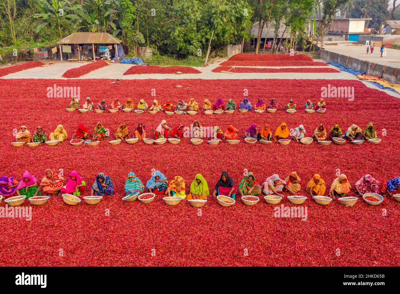 Women workers are sorting red chilli pepper in various farms in ...