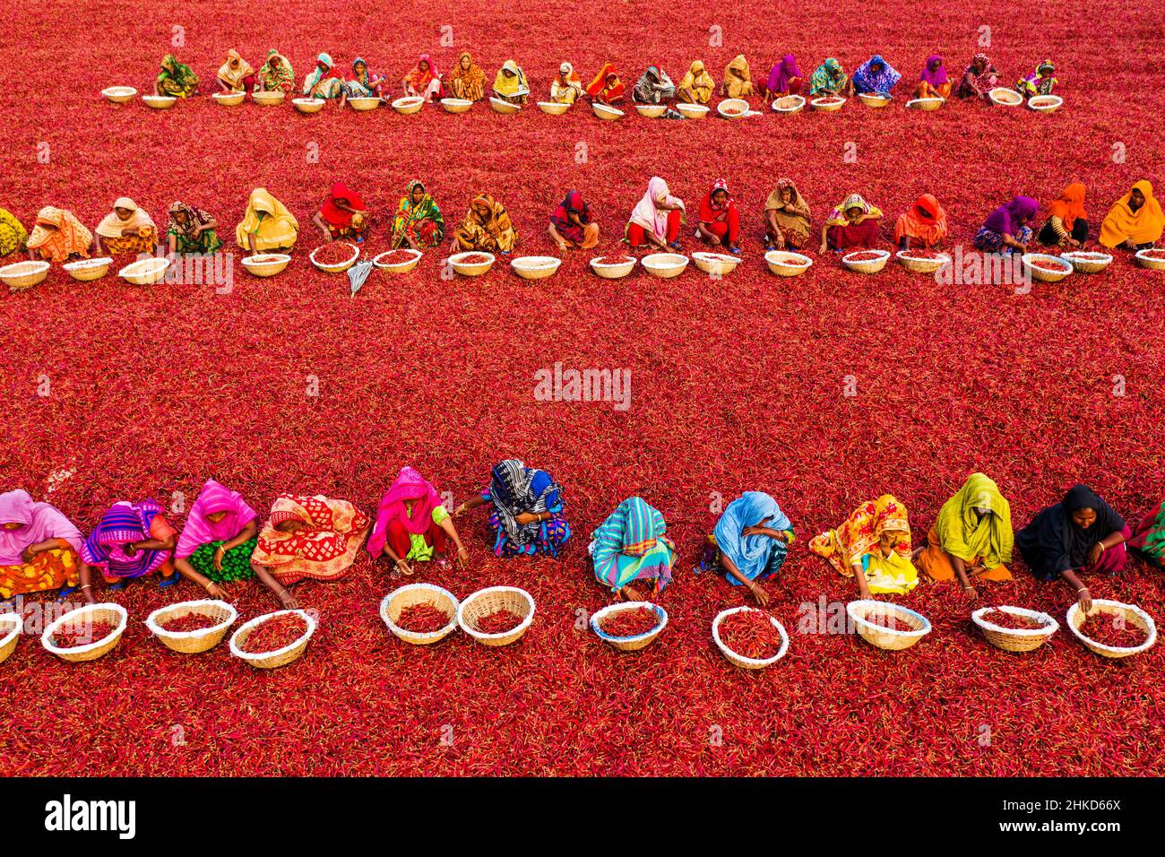 Women workers are sorting red chilli pepper in various farms in ...