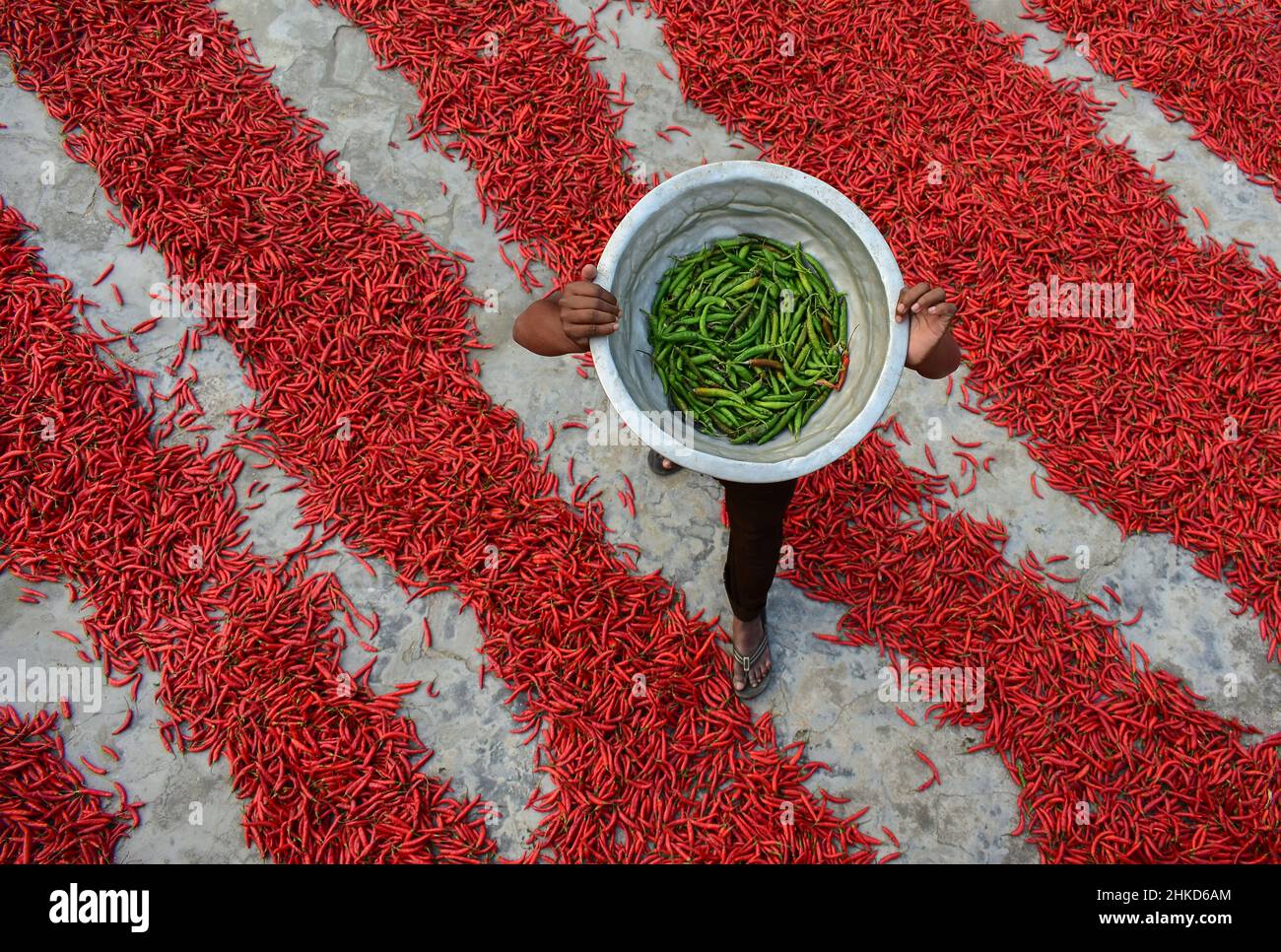 Women workers are sorting red chilli pepper in various farms in ...