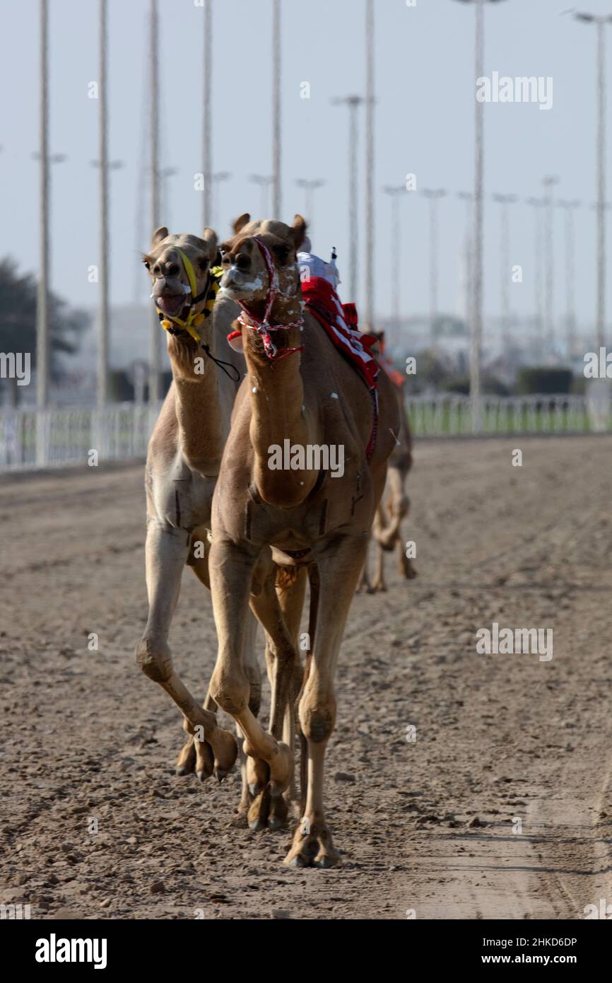 Arabian Camel race at Shahaniya QATAR Stock Photo - Alamy