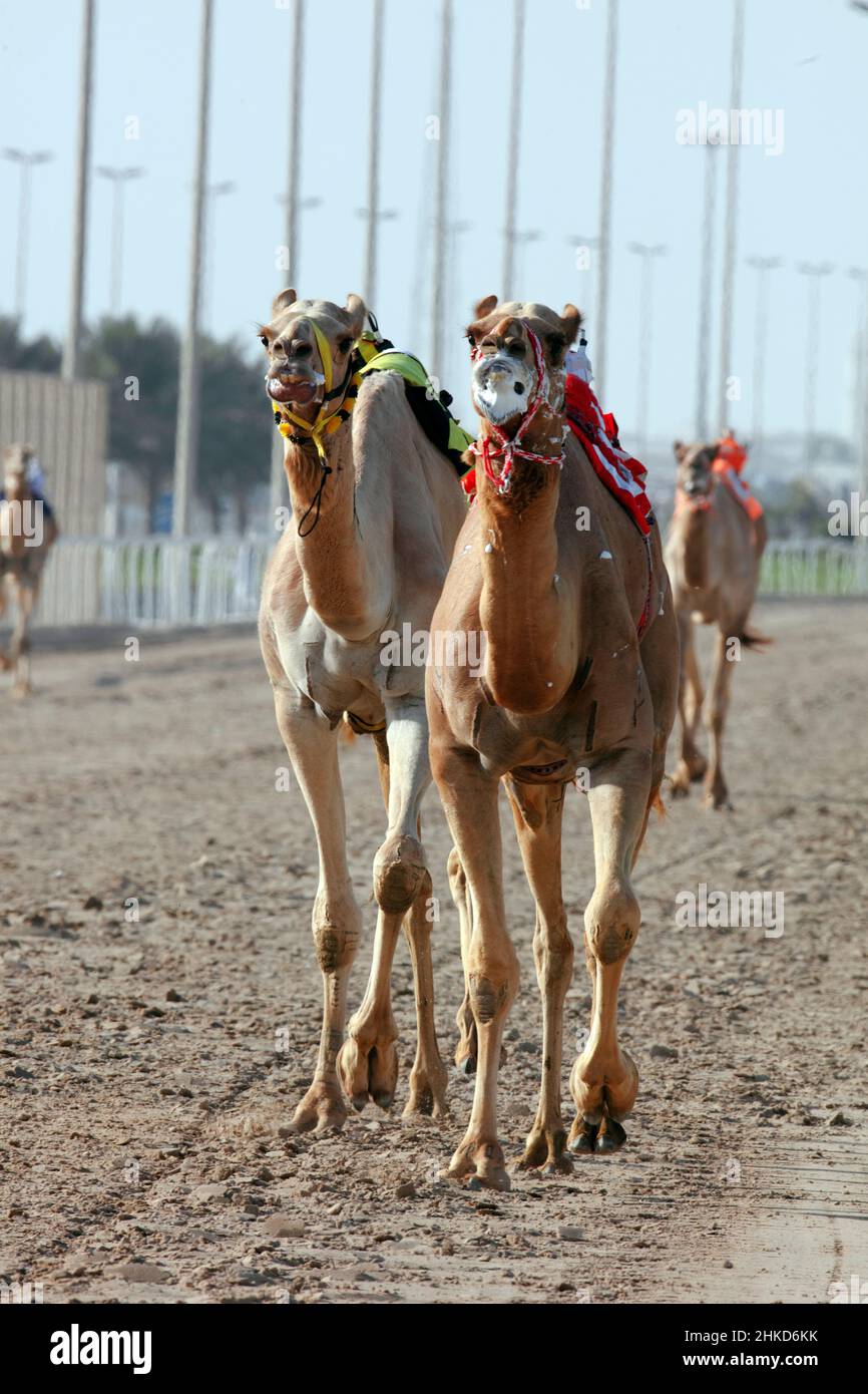 Arabian Camel race at Shahaniya QATAR Stock Photo - Alamy