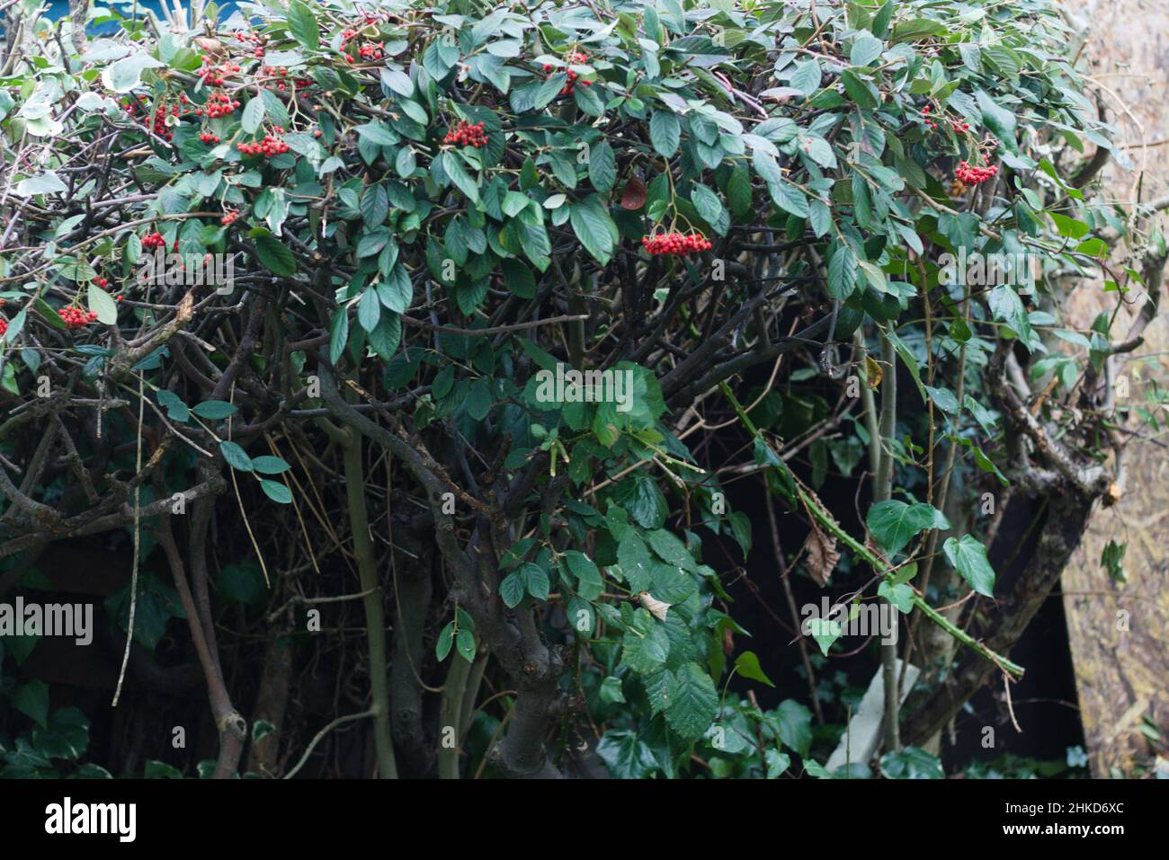 Close-up of an Evergreen Shrub -Milkflower Cotoneaster / Cotoneaster ...
