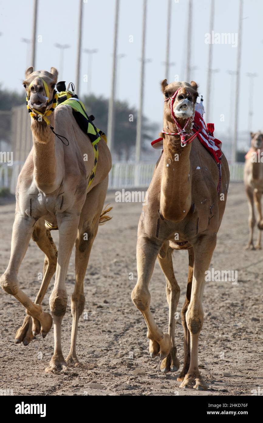 Arabian Camel race at Shahaniya QATAR Stock Photo - Alamy