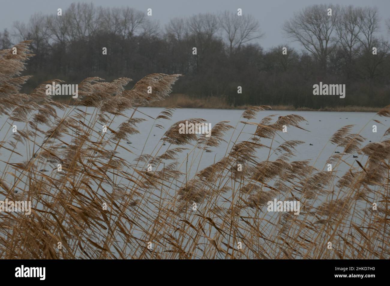 Phragmites australis. View through reeds along the lake Stock Photo - Alamy