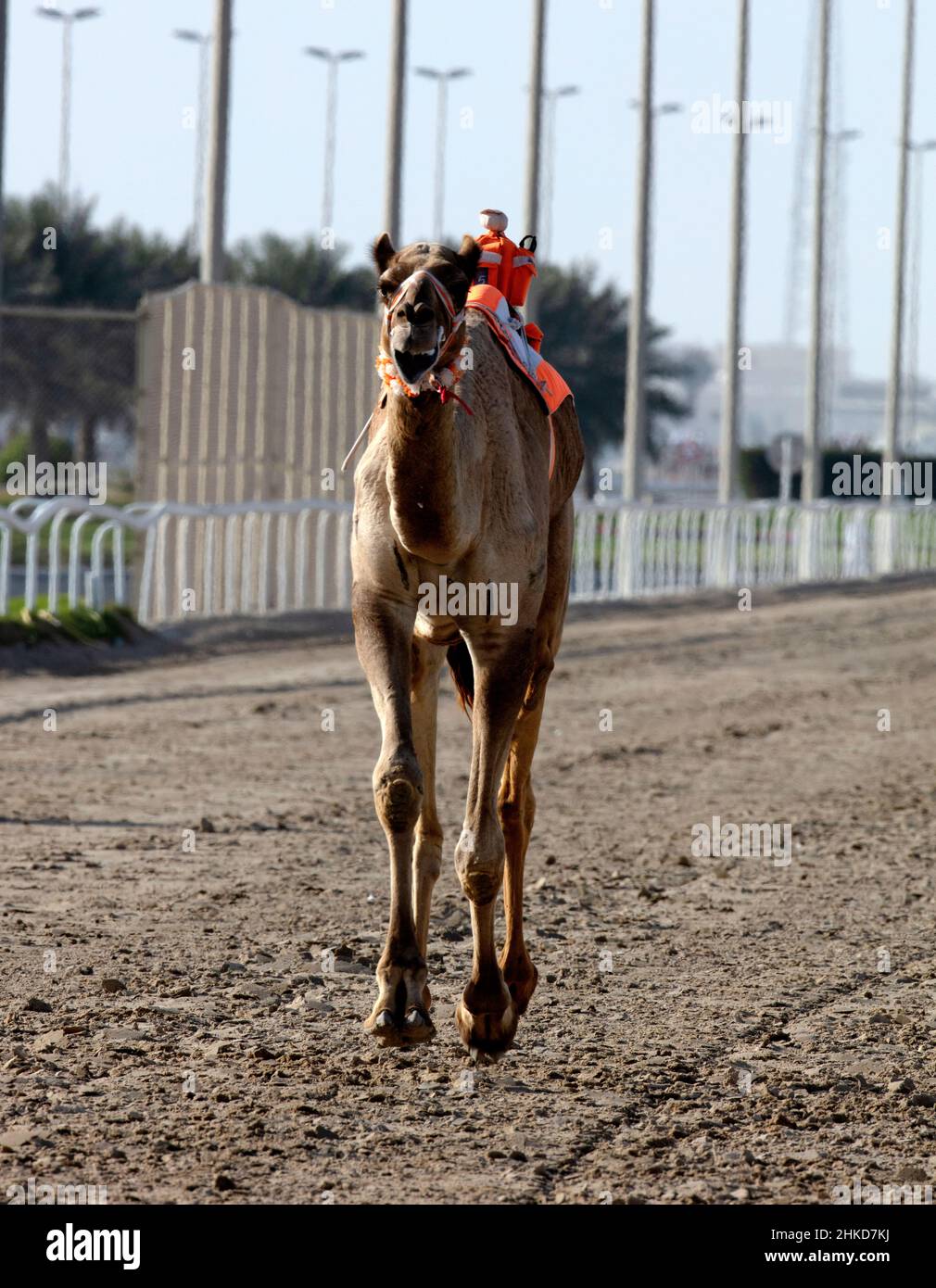 Arabian Camel race at Shahaniya QATAR Stock Photo - Alamy