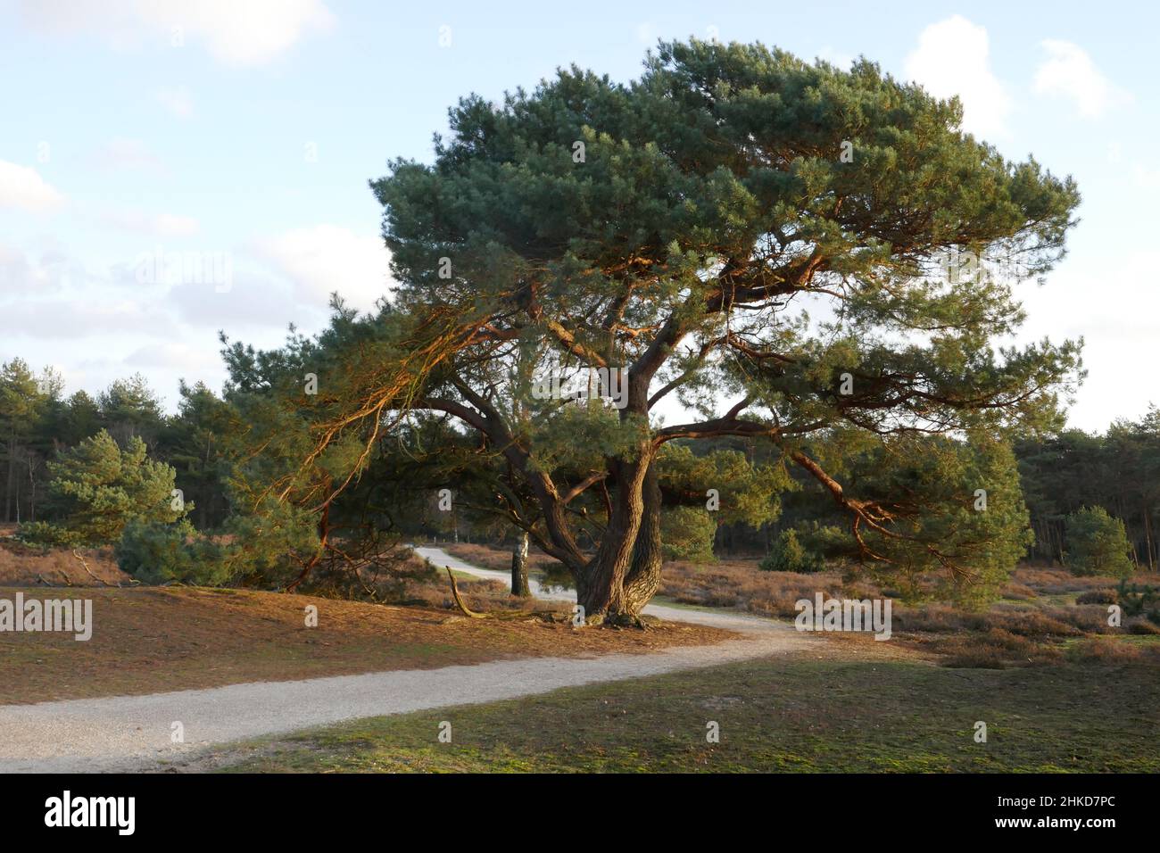 A lone scots pine with beautiful protruding branches Stock Photo - Alamy
