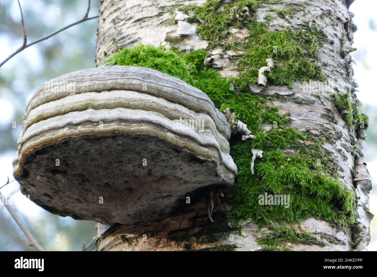 Mushroom on the trunk of a birch tree. Birch fungus Stock Photo - Alamy