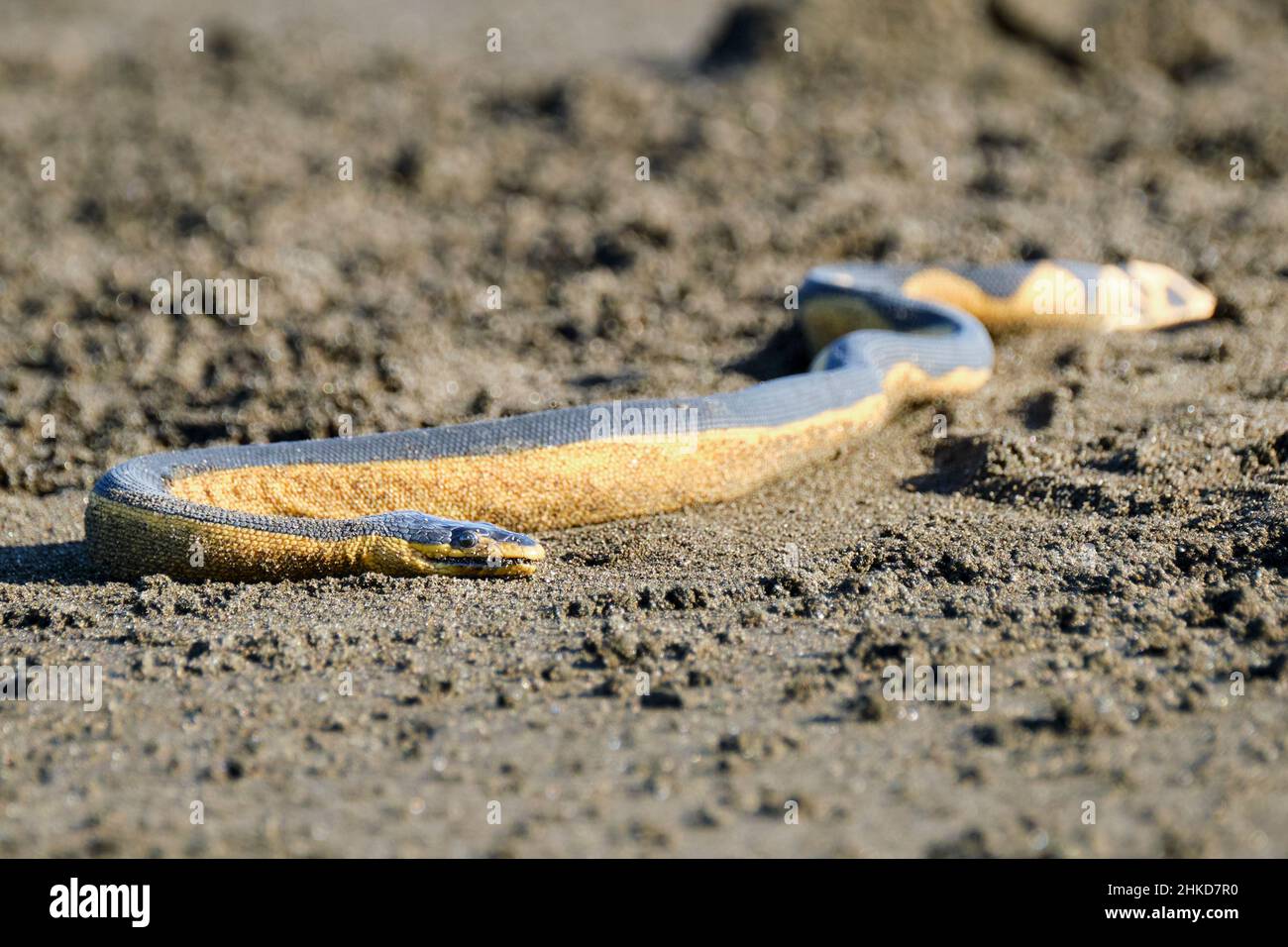 Venomous snake eyes hi-res stock photography and images - Alamy