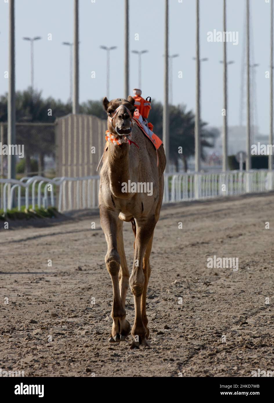 Arabian Camel race at Shahaniya QATAR Stock Photo - Alamy