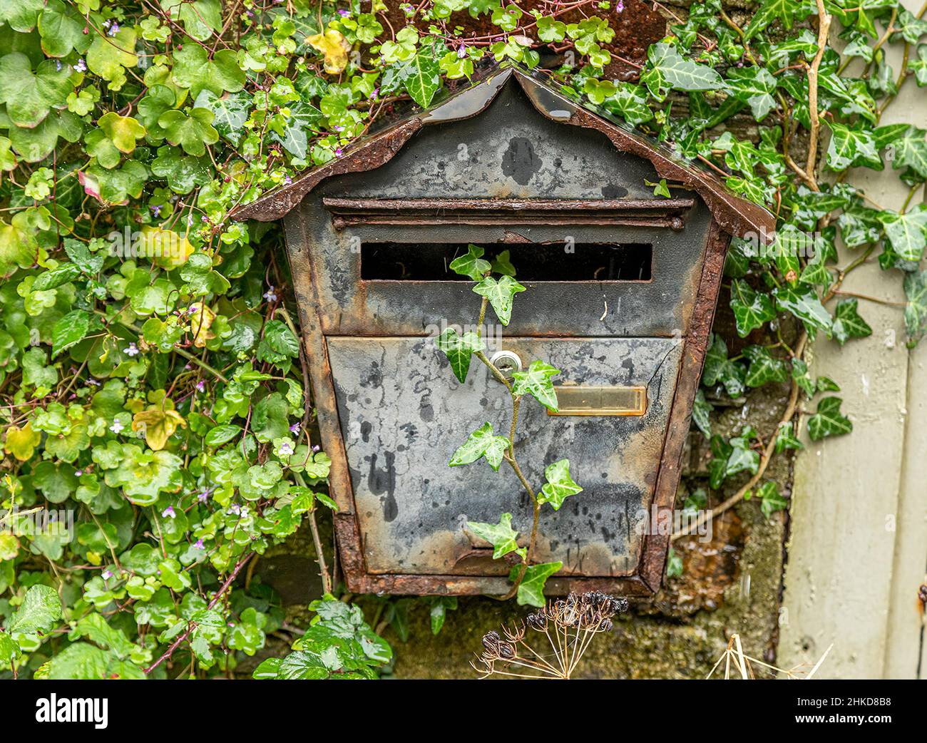 Rusty metal post box on fence surrounded by ivy Stock Photo - Alamy
